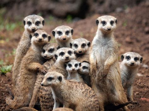 40 Angry Birds Who Dont Give A Hoot About What You Think 500px