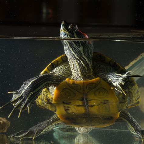 How To Sex A Red Eared Slider All Turtles
