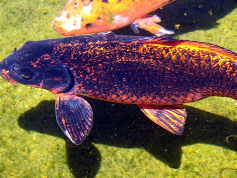 Orange And Black Koi