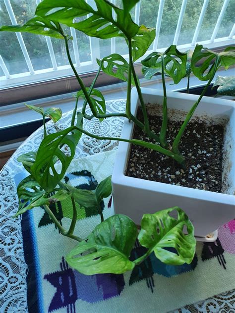 무늬 몬스테라 키우기 성장일기 Feat아단소니