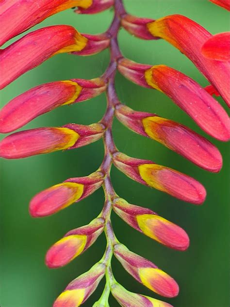 By Stargoose And Hanglands July Tree July Flower