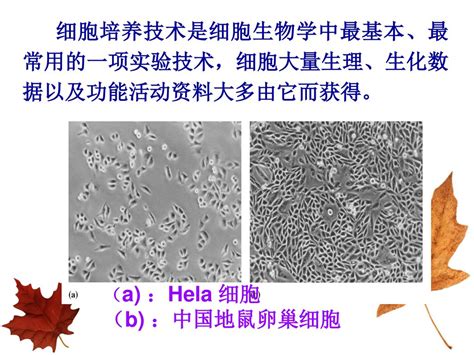 细胞生物学的研究技术和方法 ppt download