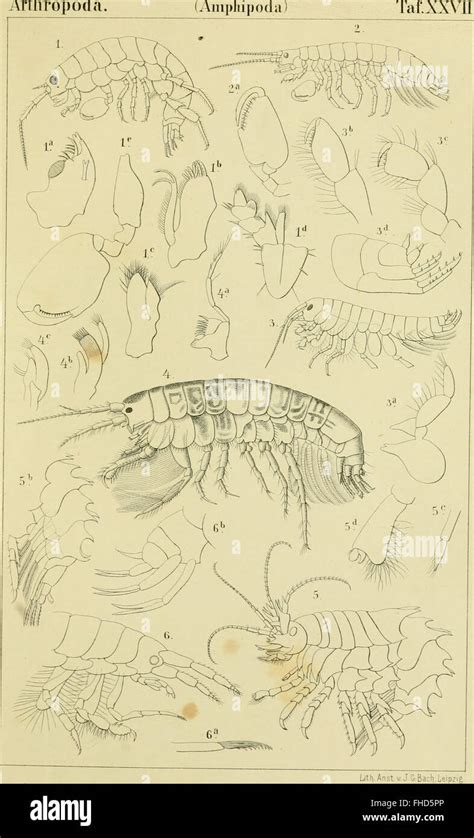 A Detailed 1866 Work On The Classification And Orders Of Arthropods Scientifically Illustrated