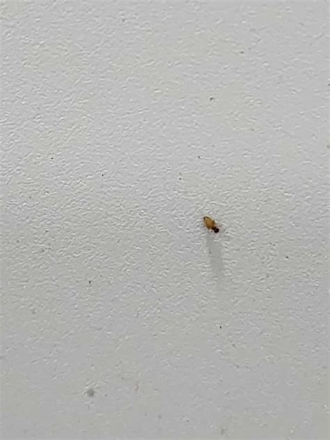 Extremely Tiny Bug In Hotel Bathroom Osaka Japan Rwhatsthisbug