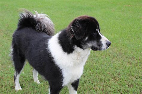Black Great Pyrenees Facts Origin And History With Pictures Hepper
