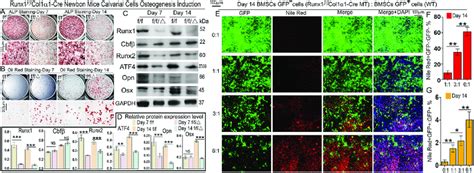 Runx1 Deficiency In Primary Calvarial Cells Cultured From Runx1 F F