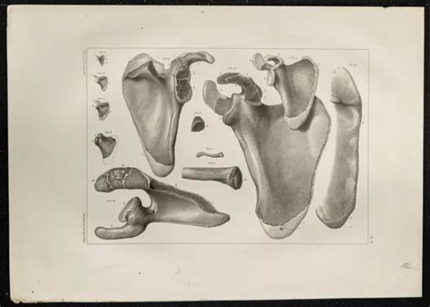1864 Scroll Development Anatomy Board Awakened Lithography £3323