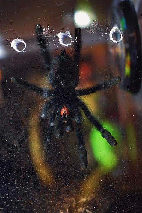 Hoping To Find Out Sex Rtarantula Hoping To Find Out Sex Rtarantula