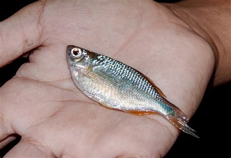 Sind Danio Devario Devario Marine Life Identification