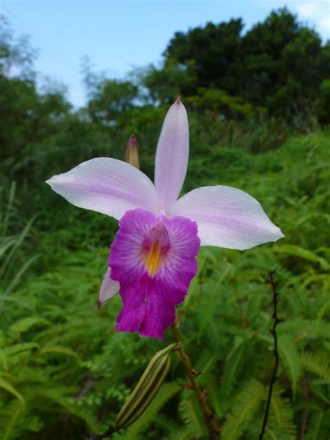 Arundina Graminifolia