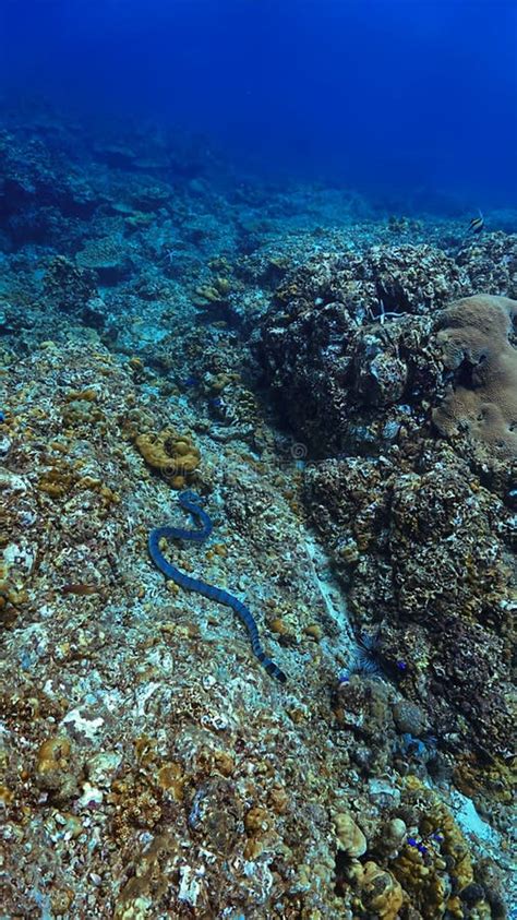 A Poisonous Banded Sea Snake At A Coral Reef Stock Image Image Of