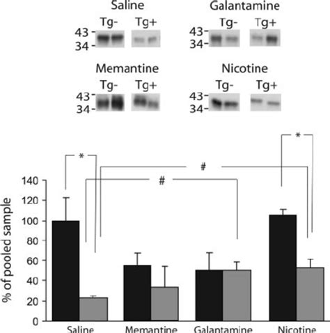 Levels Of Synaptophysin Measured In The Cortex Of Appswe And Download Scientific Diagram