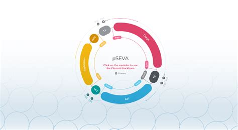 Backbone Modules And Nomenclature Seva Plasmids Standard European Vector Architecture