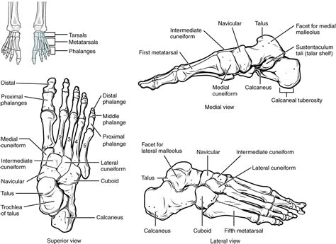 Unit 12 The Skeletal System Douglas College Human Anatomy