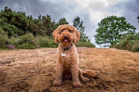 Premium Photo Ginger Cockapoo Sitting On A Track