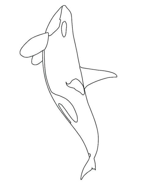 Orca Coloring Pages Free Printable Pdf
