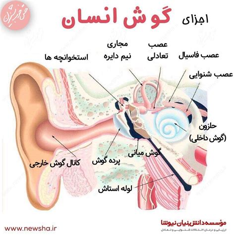 حقایق جالب درباره گوش انسان موسسه دانش بنیان نیوشا Diy Room Decor