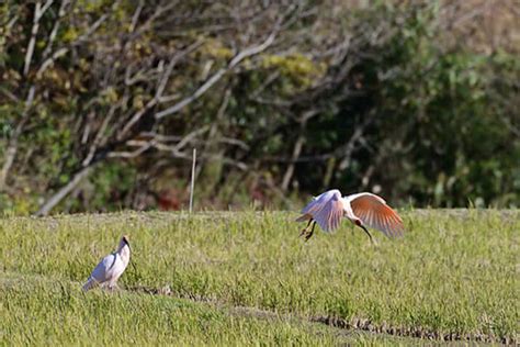 トキが増え過ぎてもはや害鳥佐渡の住民が困惑全文 デイリー新潮