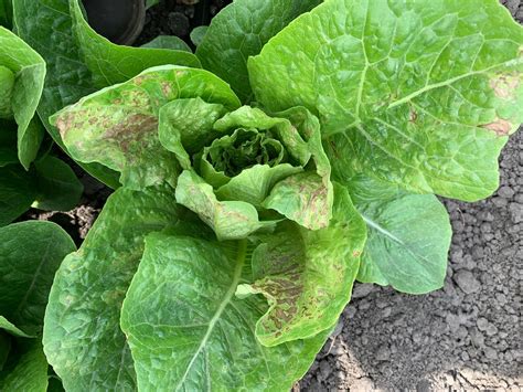 Pythium And Insv Infections In Salinas Lettuce Fields Vegetables West Magazine