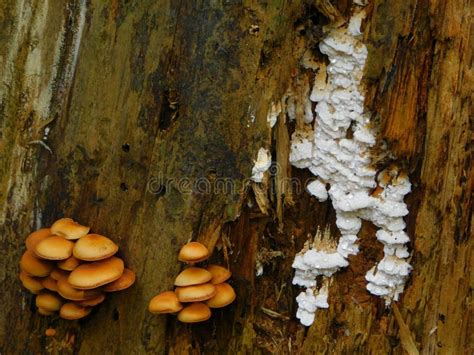 Diferentes Tipos De Hongos Forman Diferentes Grupos Foto De Archivo