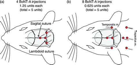 Injection Paradigm A The Suture Paradigm Consisted Of Four