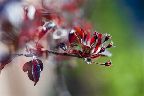 ornamental purple leaf freya apple tree with flowers that have not yet