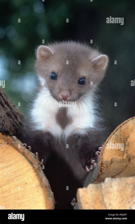 Beech Marten Stone Marten Martes Foina On Pile Portrait Frontal