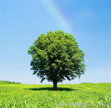 心中種下一棵樹立於天地間 每日頭條