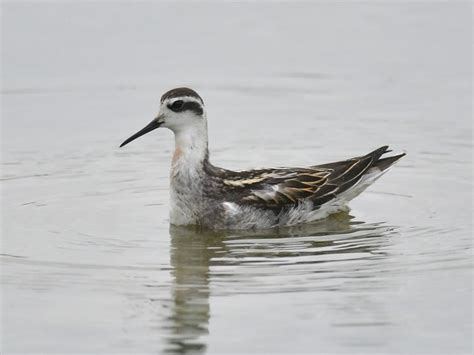 観察メモ野鳥紀アカエリヒレアシシギ