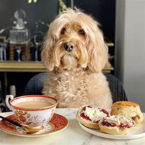 American Or English Cockapoo Jandaz Cockapoos