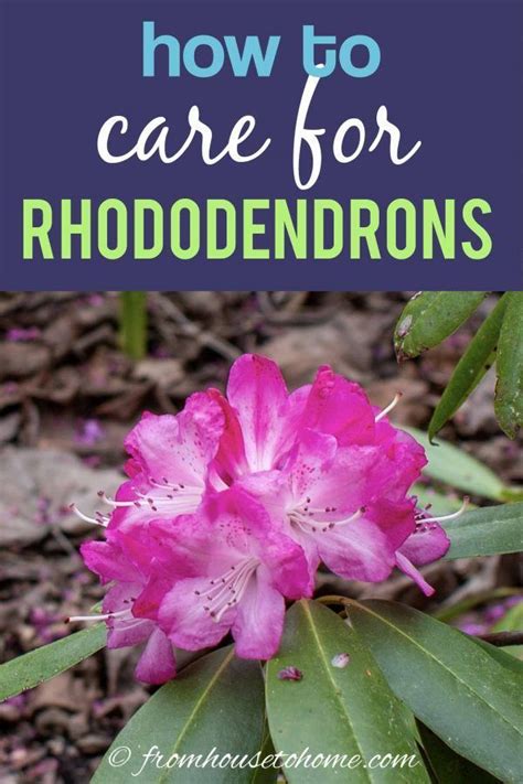 Rhododendron Care How To Grow Beautiful Rhododendrons And Azaleas Artofit