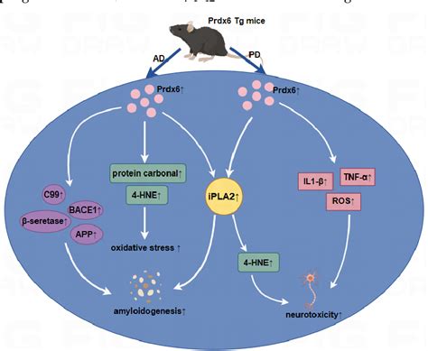 Figure 2 From Unveiling The Significance Of Peroxiredoxin 6 In Central Nervous System Disorders