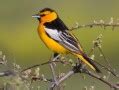 Frequently Asked Questions About Birds Celebrate Urban Birds