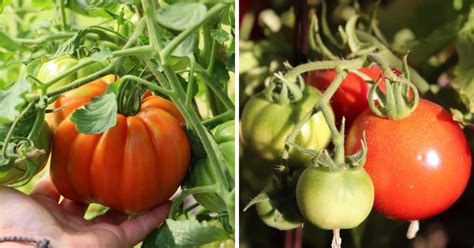 14 Heat Tolerant Tomato Varieties Sun Loving Tomato Plants Tomato Garden