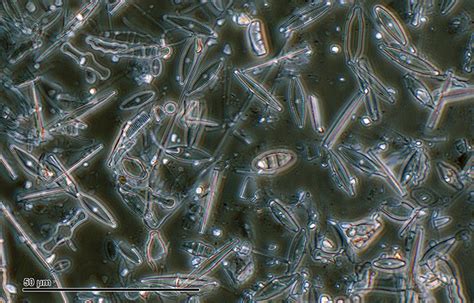 Diatomaceous Earth