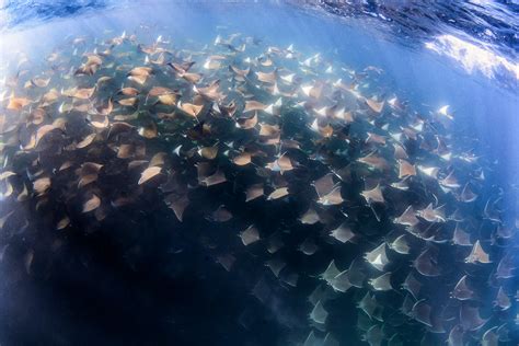 Scuba Diving In Cabo San Lucas The Complete Guide