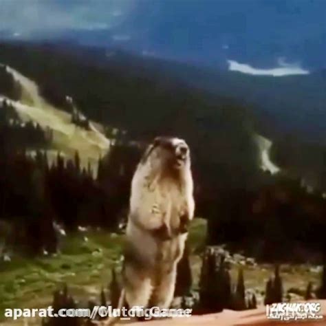 سعی کن نخندی در کار نیست