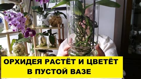 ОРХИДЕЯ РАСТЁТ и ЦВЕТЁТ в ПУСТОЙ ВАЗЕ - YouTube