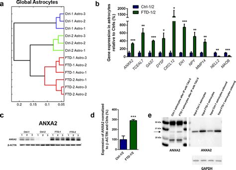 transcriptome profiles in ftd and control astrocytes and identification