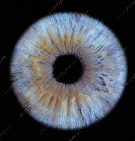 The Iris Of The Eye Stock Image P420 0408 Science Photo Library
