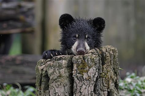 Premium Photo A Black Cub Hiding Behind An Old Stump High Quality High Resolution