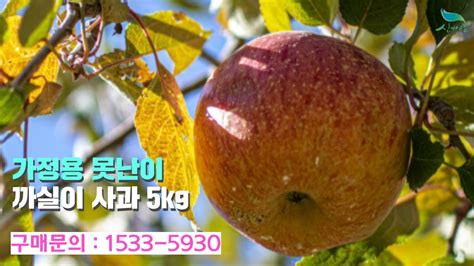 신바람 농산물 협력농가 판매상품 1533 5930 신선마켓com 가정용 못난이 까실이 사과 5kg 11~15과