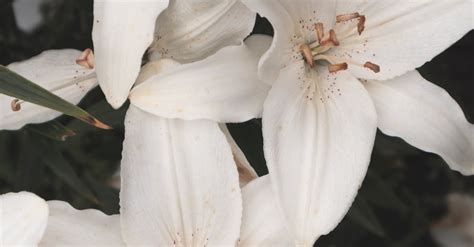 고요한 고요함 관상용 식물 꽃 꽃꽂이 꽃무늬 꽃밭 꽃의 자연 꽃이 피는 꽃잎 나리 릴리 알레스 백합 백합