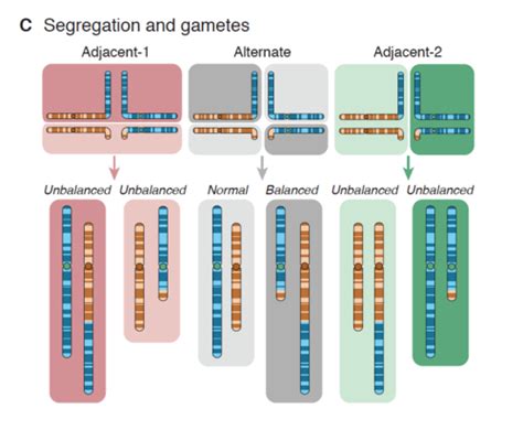 Week Three Meiotic Segregation In Reciprocal Translocations Flashcards Quizlet