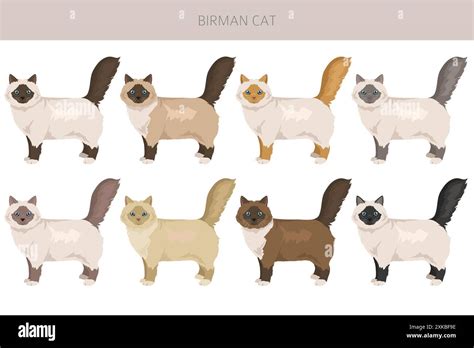 Birman Cat Clipart All Coat Colors Set All Cat Breeds Characteristics Infographic Vector