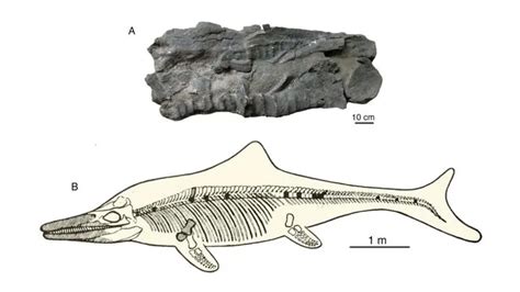 Ichthyosaurus Fossil