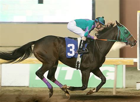 Bizzy Legs Gets Bizzy In Featured Allowance Leaves Rest Of Field In