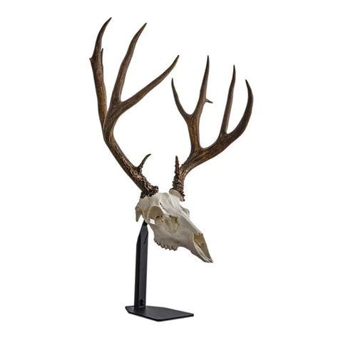 Dead On Display Desktop European Skull Mount Bracket Shop At Gohunt