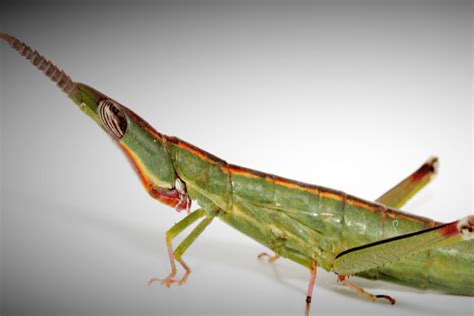 This Australian Grasshopper Gave Up Sex 250 000 Years Ago And Its Doing Fine Modern Sciences