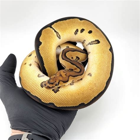 Poss Lace Clown Ball Python By Sdg Pythons